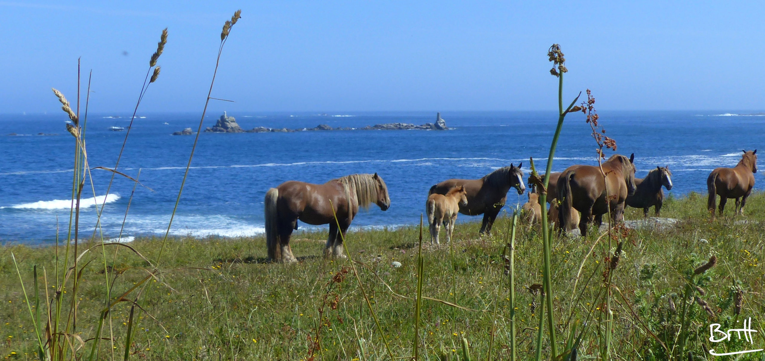 Chevaux : voici une galerie photos, prises sur la côte du Pays d'Iroise ...